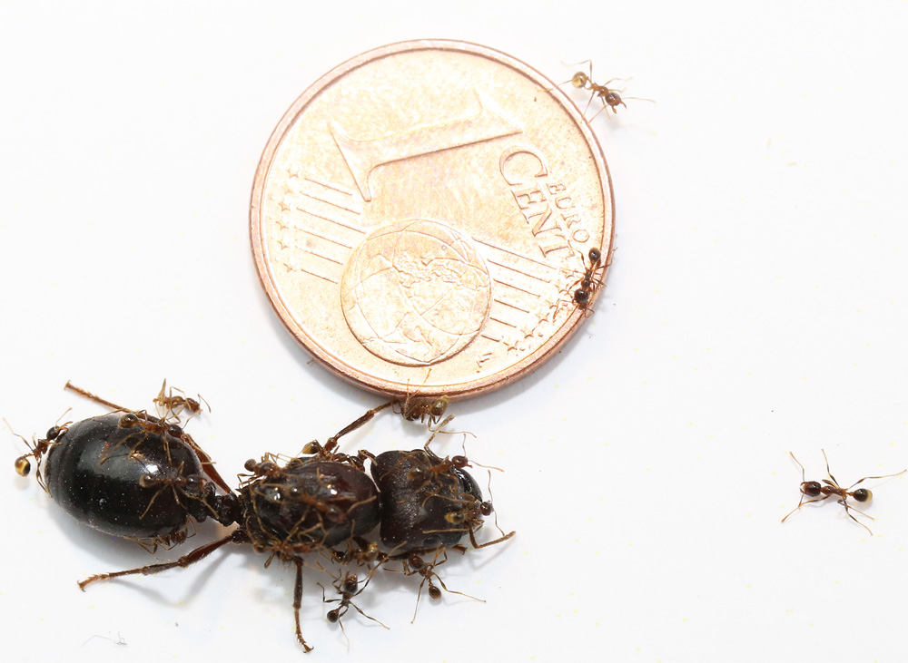 Carebara diversa-Pheidologeton diversus | Exotische Ameisen | MyAnts
