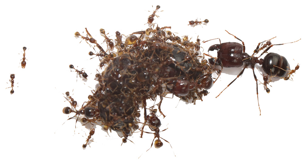 Carebara diversa-Pheidologeton diversus | Exotische Ameisen | MyAnts